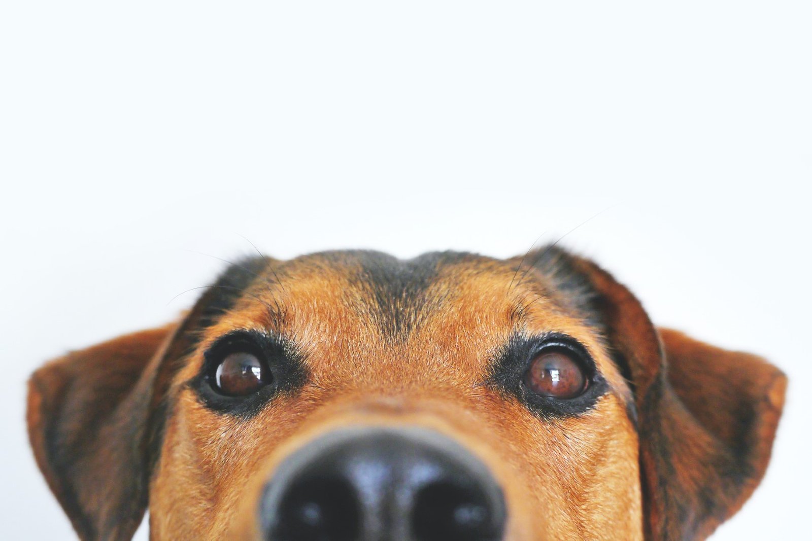 How To Properly Store And Protect Your Pet Food From Moisture Damage